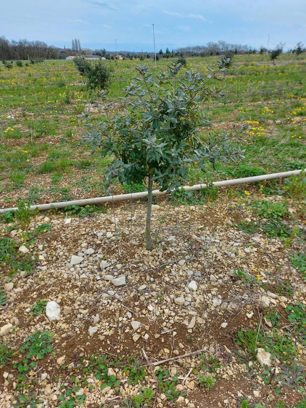 Comment réussir sa plantation truffière de melanosporum ? - France ...